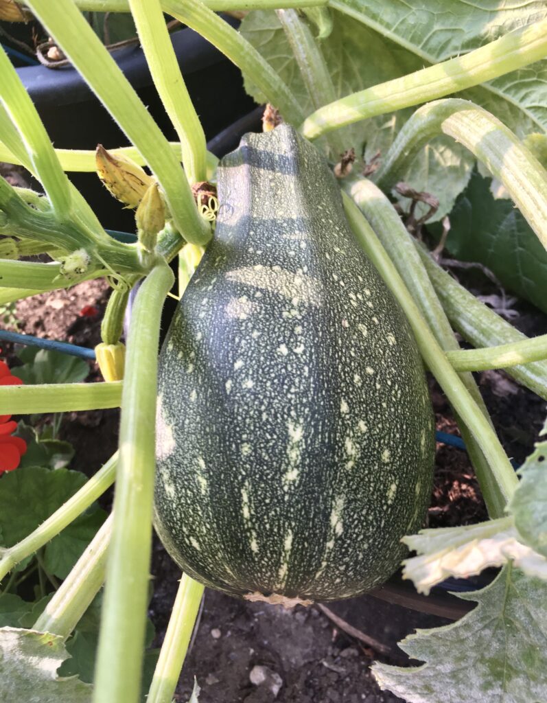 Courgettes & Cucumbers - Nature is Home